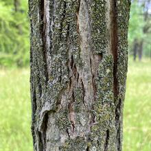 Shellbark Hickory | CMP Tree Selection Tool